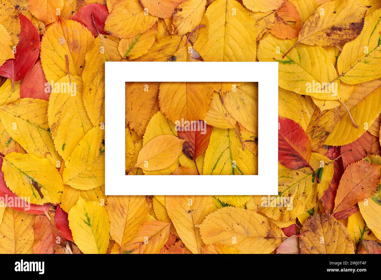 Thick frame hi-res stock photography and images - Alamy