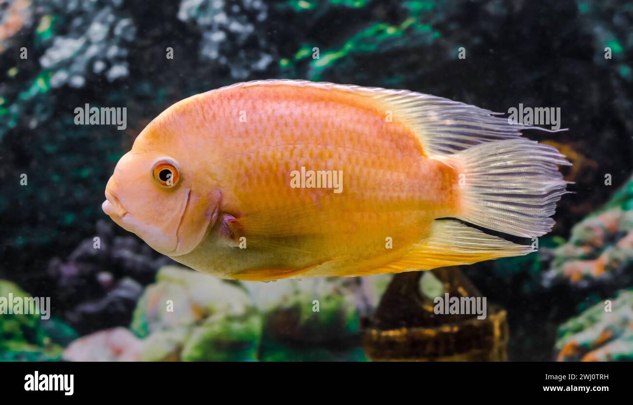 Live fish Cichlid parrot swims in clear water in an aquarium closeup ...