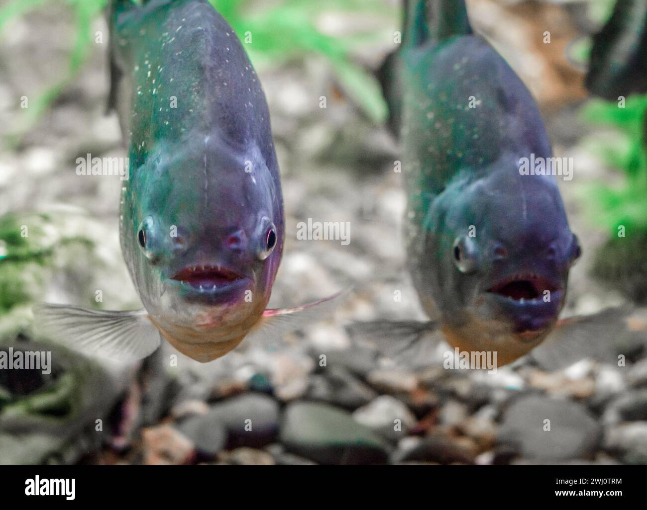 Close up piranha swim in hi-res stock photography and images - Alamy