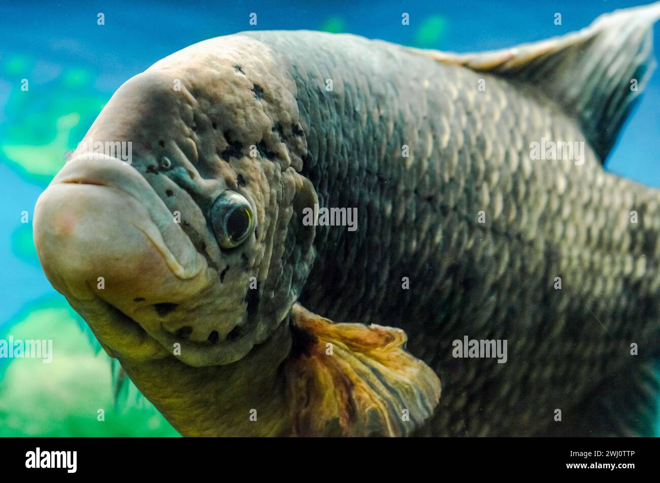 Live underwater hi-res stock photography and images - Alamy