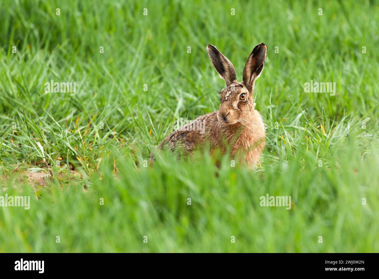Beautiful Norfolk wild brown hare sat in lush grass looking towards the ...