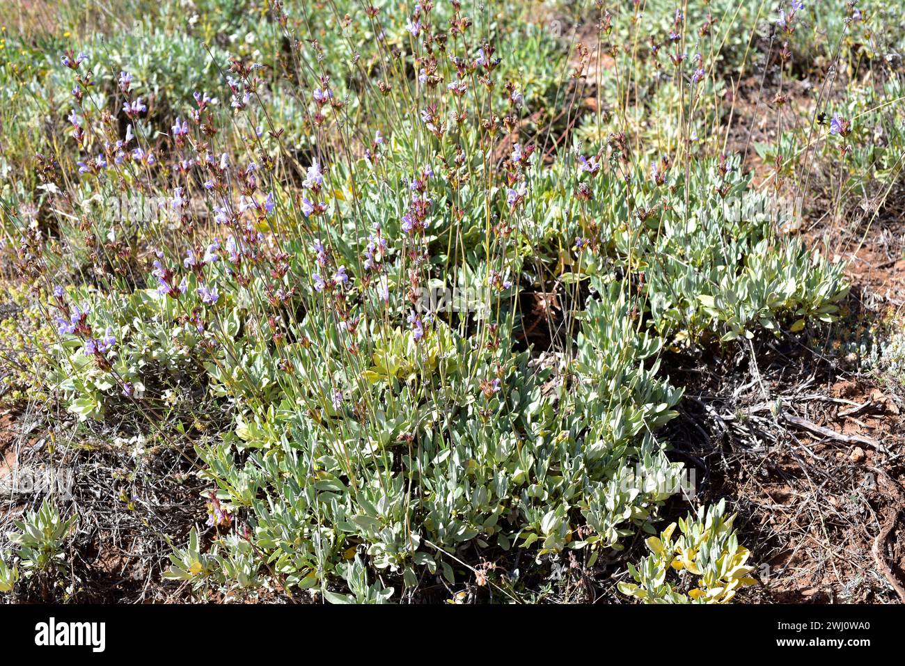 Spanish sage (Salvia lavandulifolia) is a subshrub native to Spain and ...