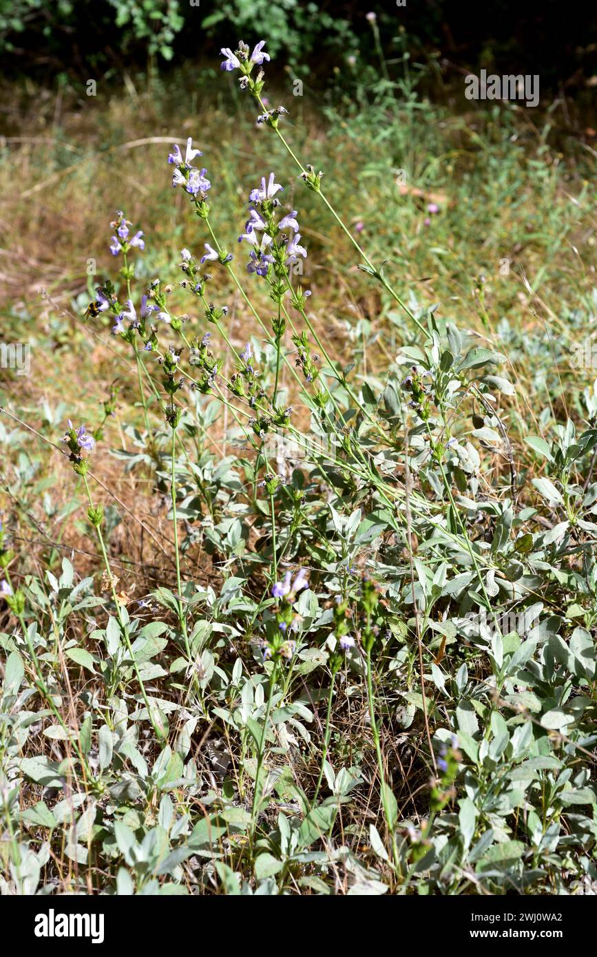 Spanish sage (Salvia lavandulifolia) is a subshrub native to Spain and ...