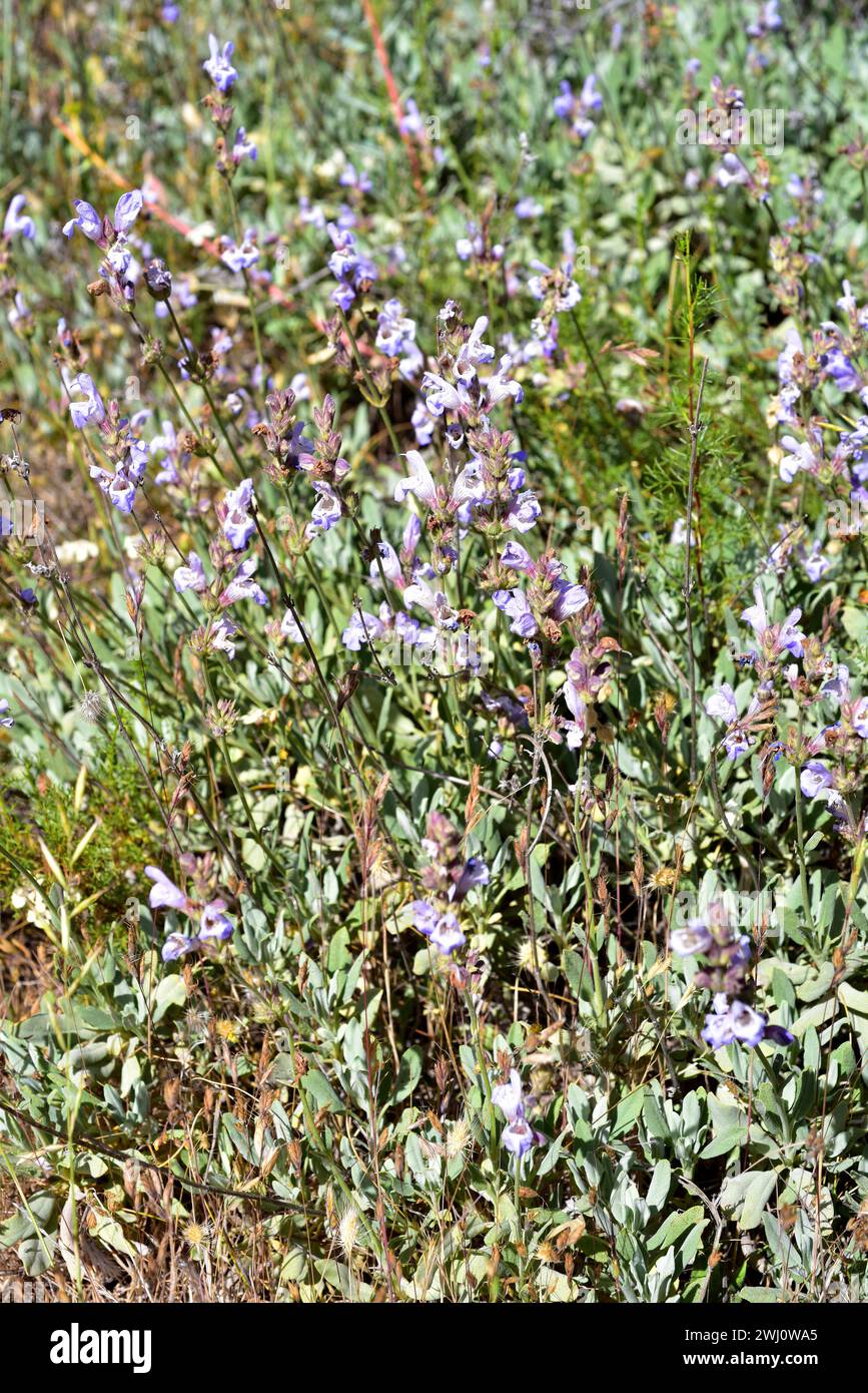 Spanish sage (Salvia lavandulifolia) is a subshrub native to Spain and ...