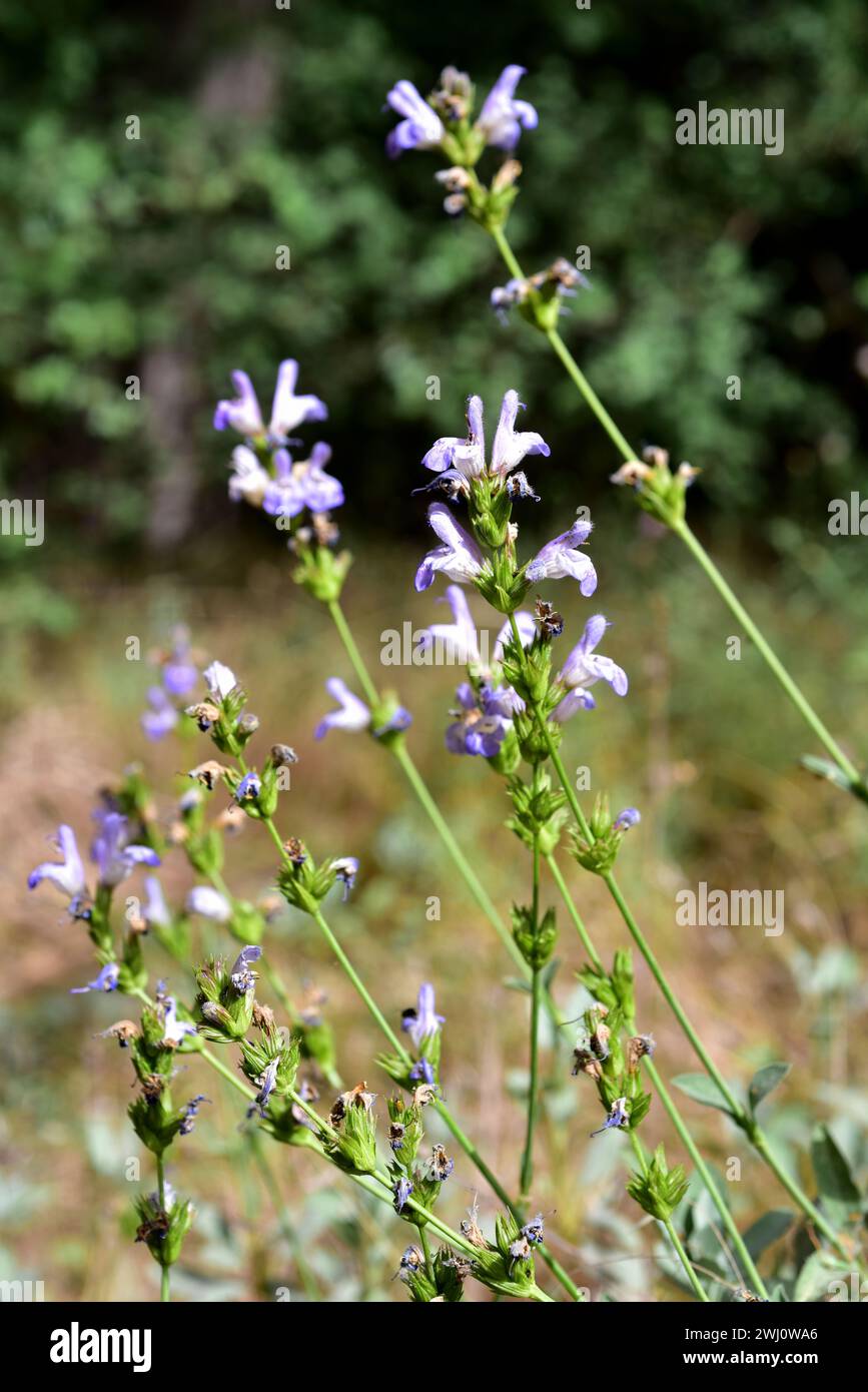 Spanish sage (Salvia lavandulifolia) is a subshrub native to Spain and ...