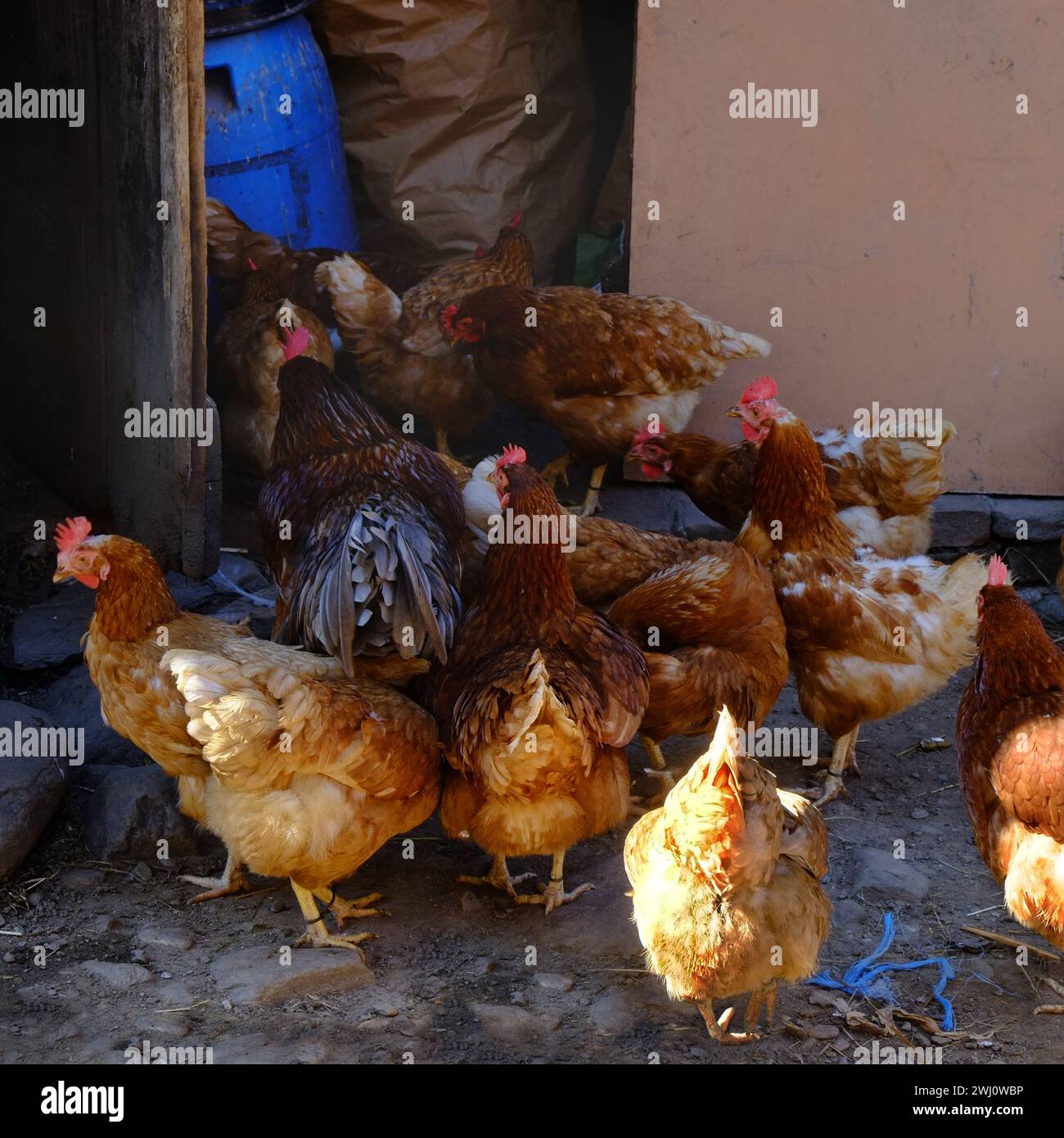 Keeping chickens hi-res stock photography and images - Alamy