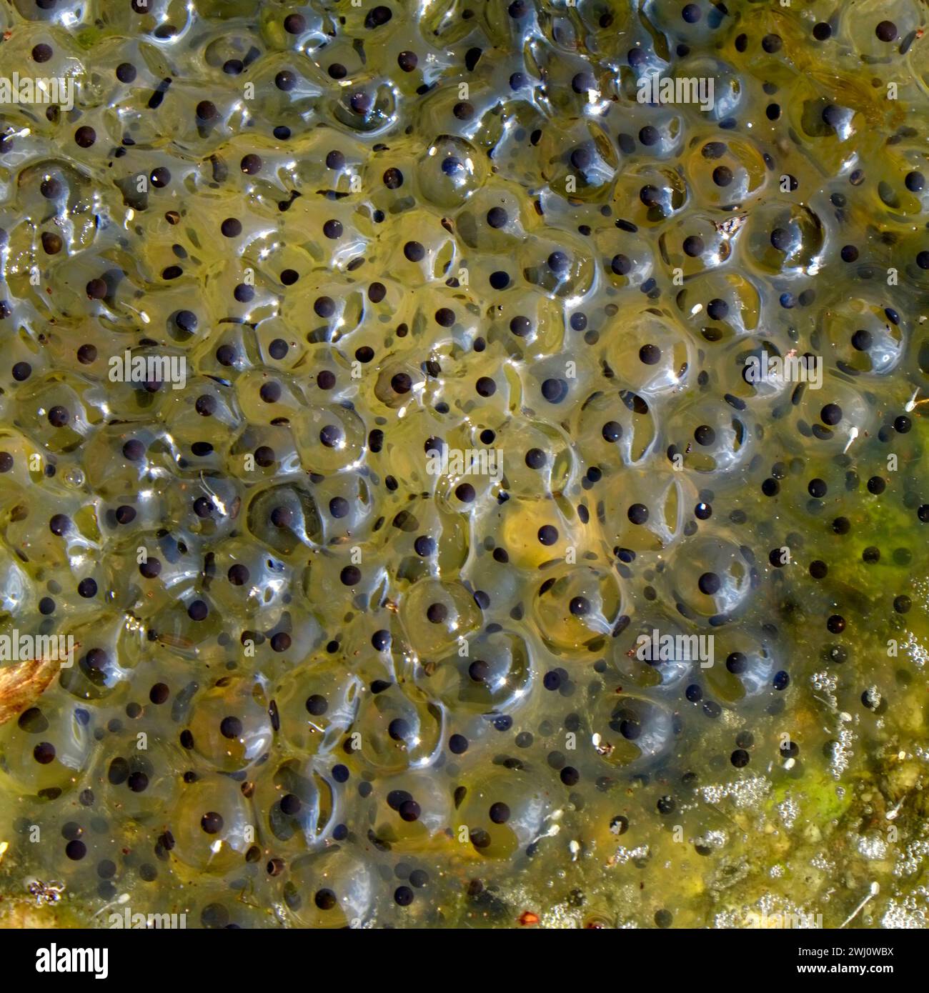 Spawn hi-res stock photography and images - Alamy