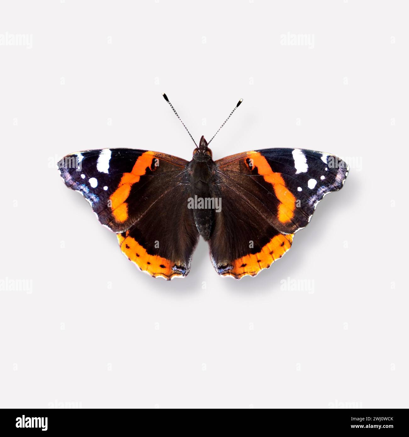 Butterfly, Red Admiral Stock Photo - Alamy