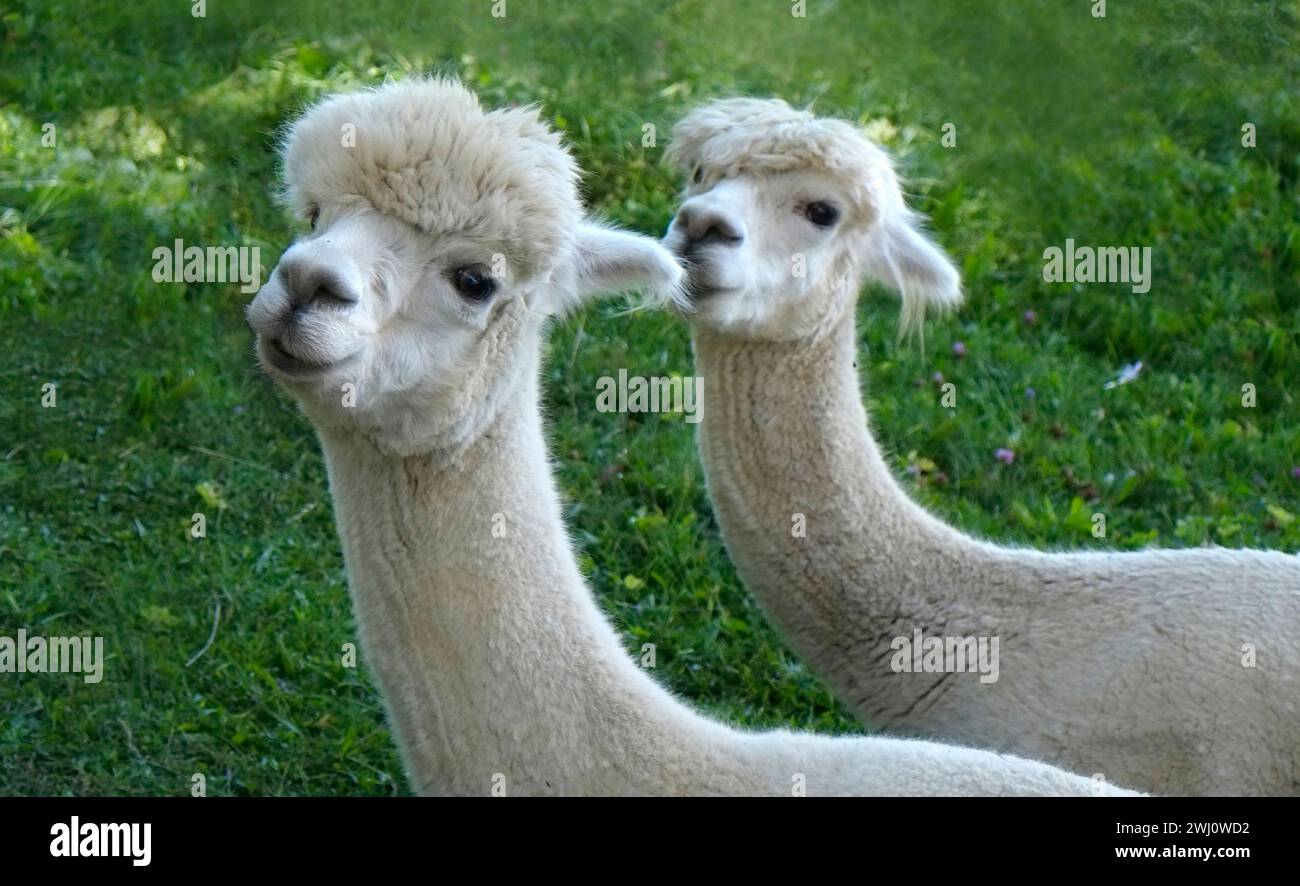 Alpaca, two alpacas Stock Photo - Alamy