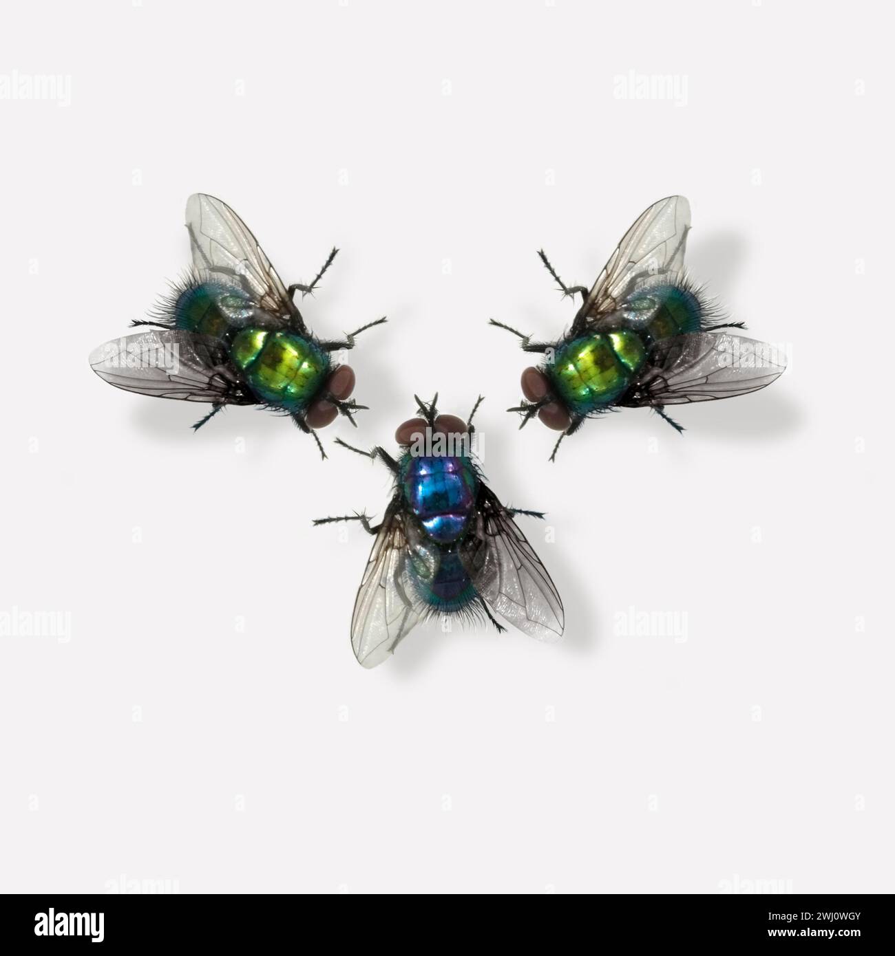 Blowfly hi-res stock photography and images - Alamy