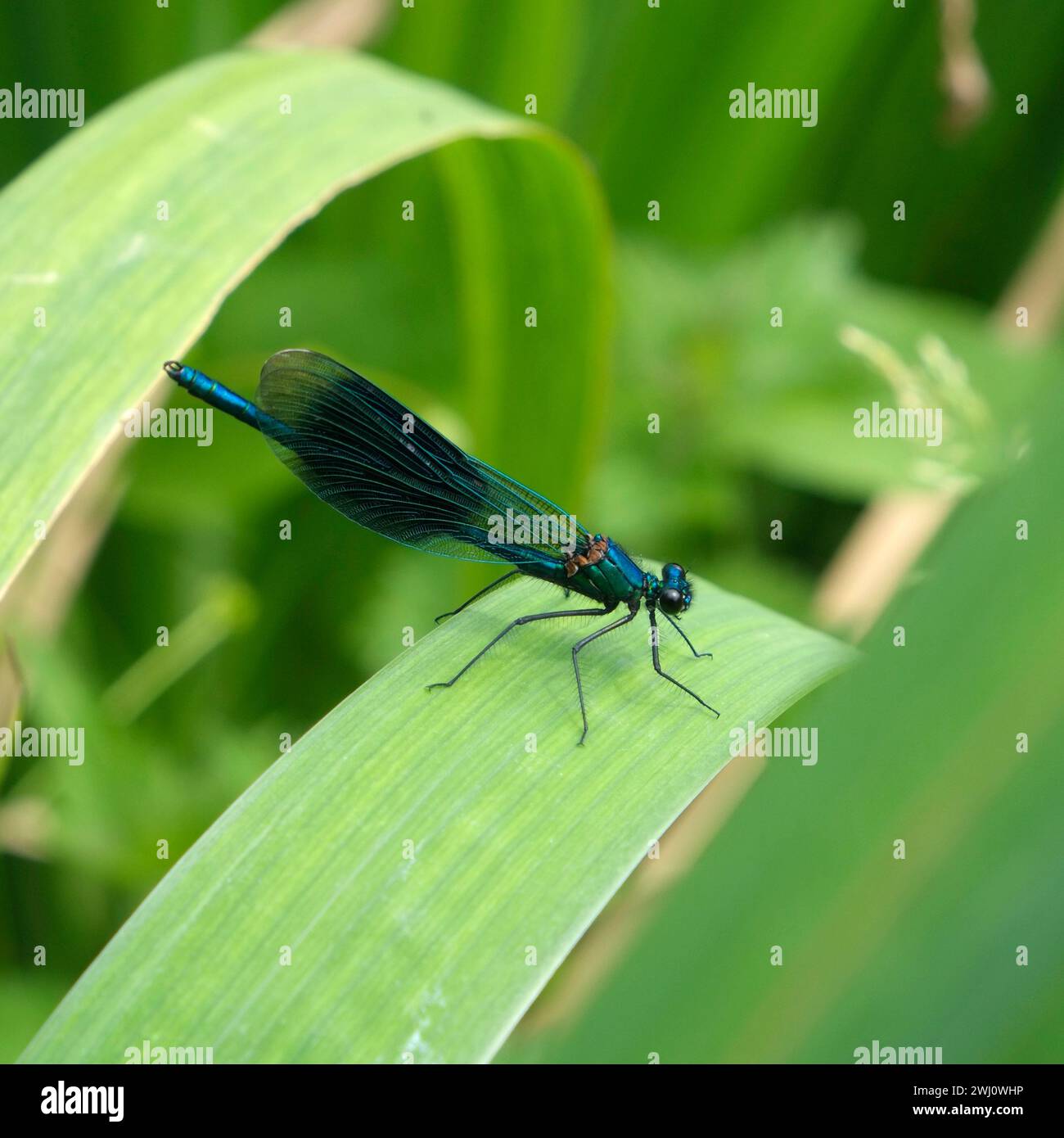 Dragonfly, Blue-winged dragonfly Stock Photo - Alamy