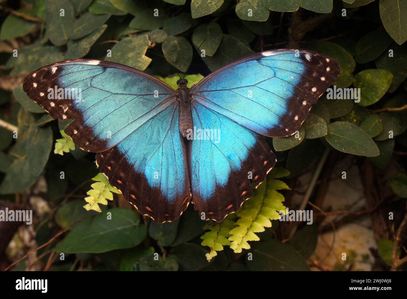 Butterfly blue morpho hi-res stock photography and images - Alamy