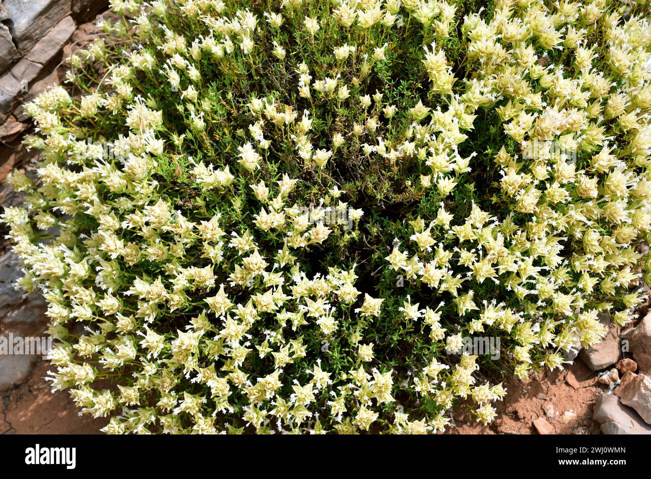 Tomillo macho (Thymus membranaceus) is a subshrub endemic to south ...