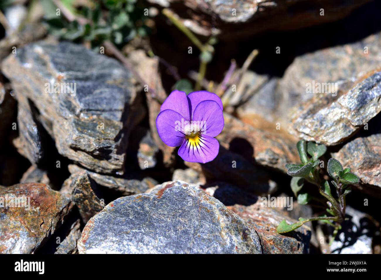 Viola crassiuscula hi-res stock photography and images - Alamy