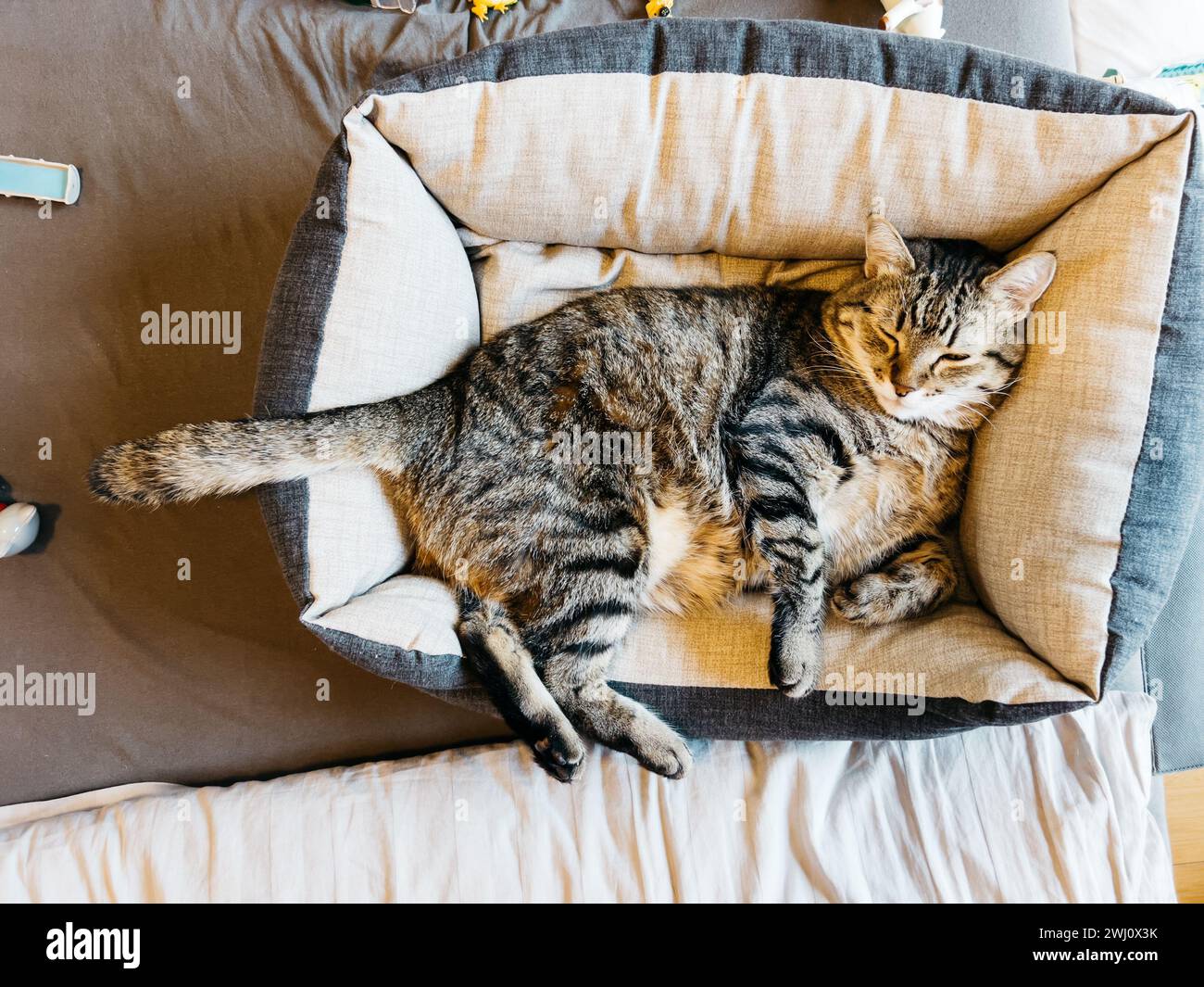 Cat in a bed hi-res stock photography and images - Alamy