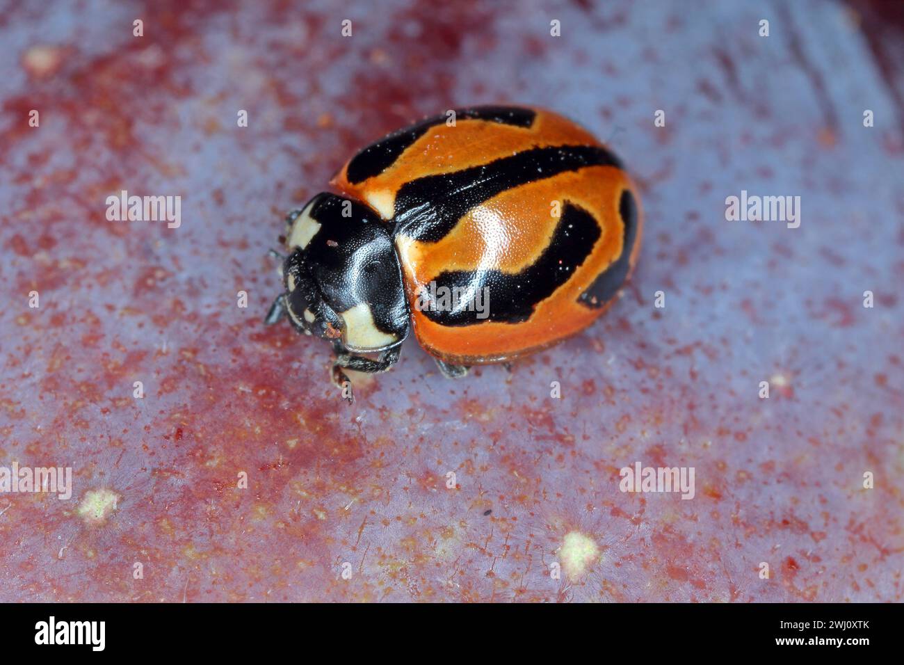 Coccinella miranda. A species of ladybug endemic to the Canary Islands ...