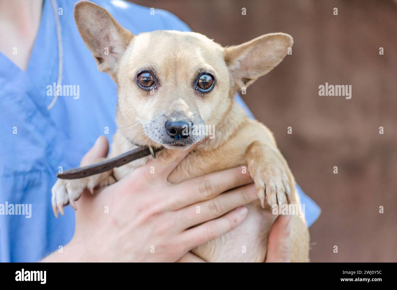 Man in vet uniform hugging a little dog Stock Photo - Alamy