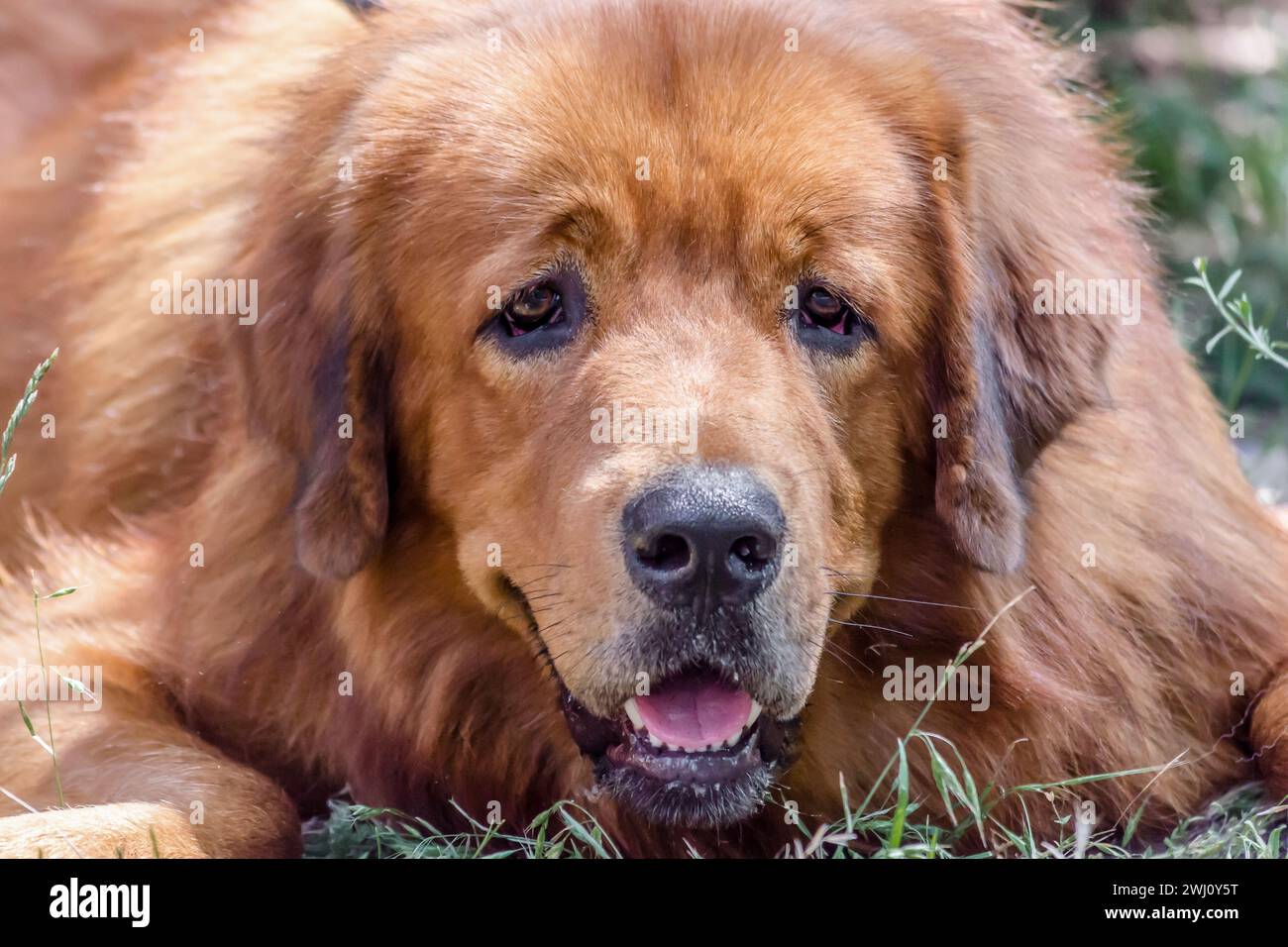 Closeup portrait muzzle of red dog breed Tibetan Mastiff Stock Photo ...