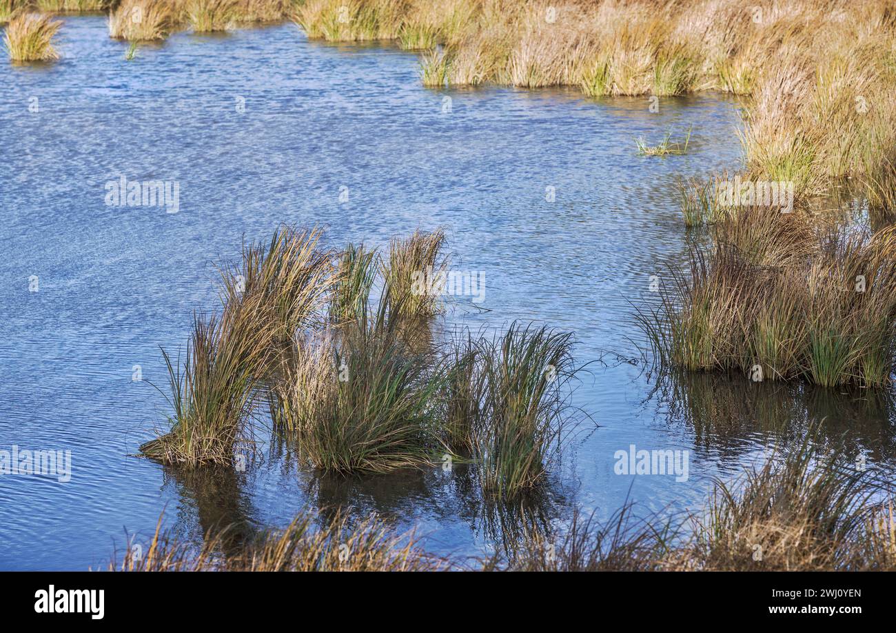 The shore of a pond hi-res stock photography and images - Alamy