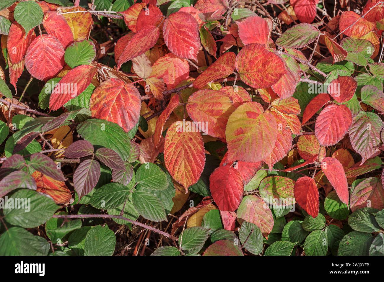 Limbs limp hi-res stock photography and images - Alamy