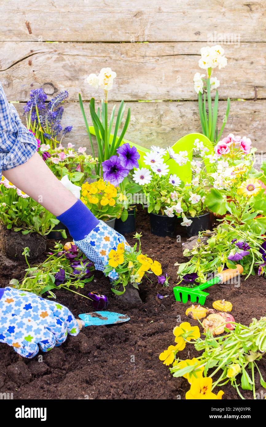 Transplanting spring flowers from a pot into the ground, male gardener ...
