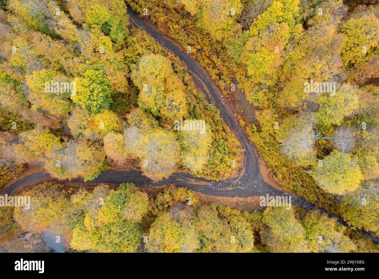 Road forest season hi-res stock photography and images - Alamy