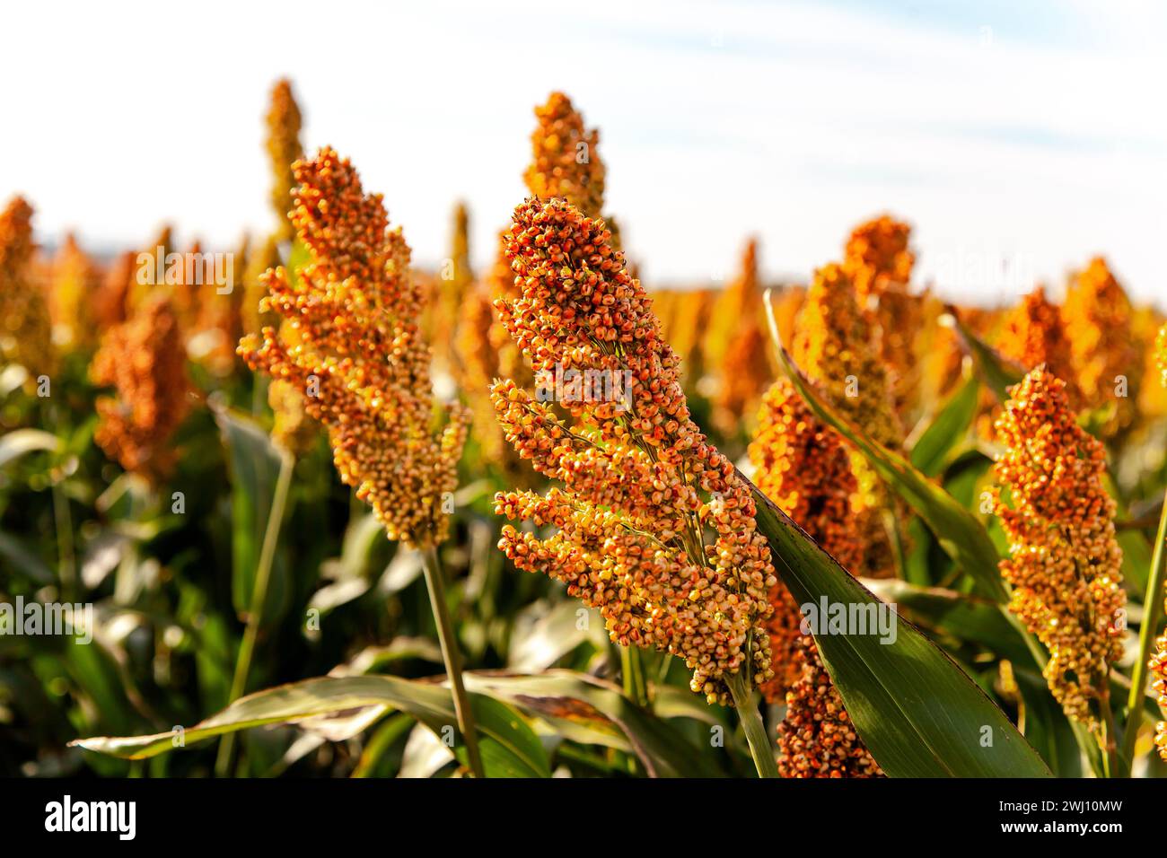 Biofuel and new boom Food, Sorghum Plantation industry. Field of Sweet ...