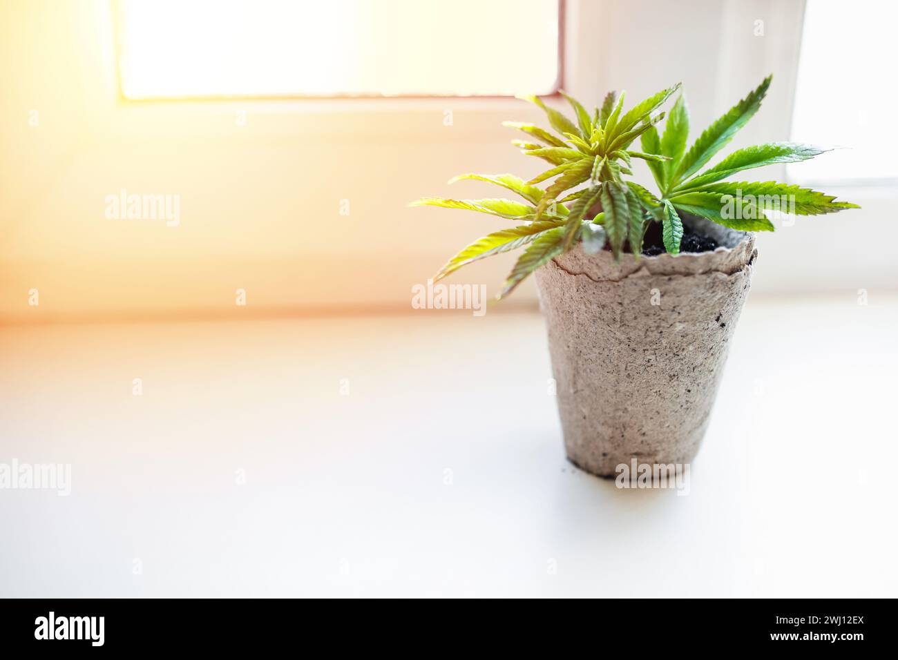 Growing hemp at home in pots of recyclable materials on the windowsill ...