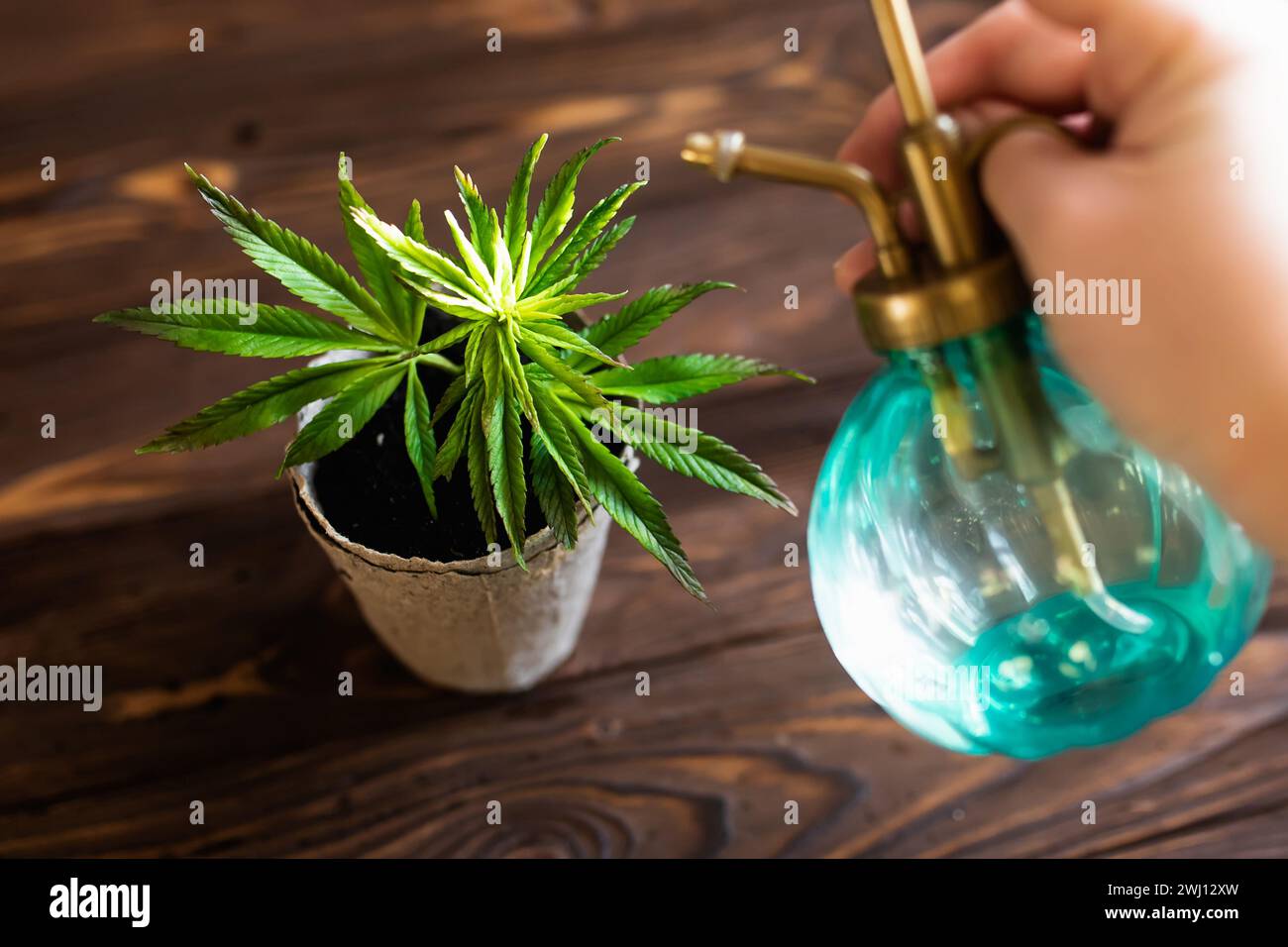 Growing hemp and spraying young cannabis leaves with a mixture for ...