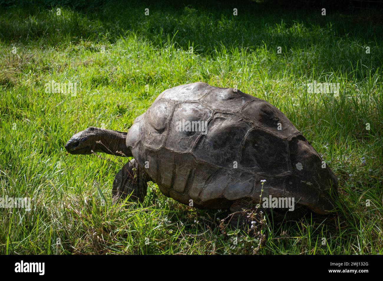 Jonathan the tortoise, the oldest living mammal, at Plantation House on ...
