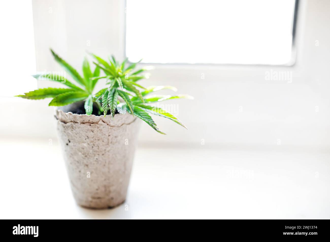 Growing hemp at home in pots of recyclable materials on the windowsill ...