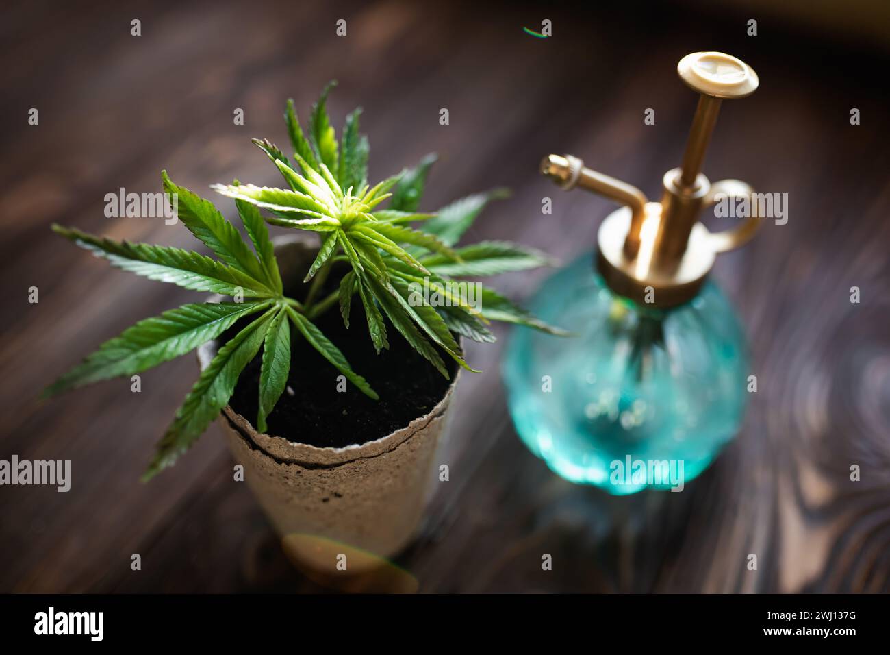 Growing hemp at home in pots of recyclable materials. Sprouts of young ...