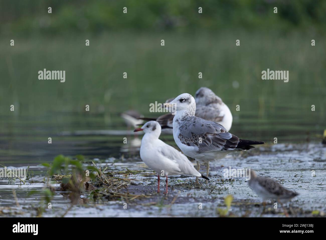 Pallas gull, Ichthyaetus ichthyaetus, Bhigwan, Maharashtra, India Stock ...