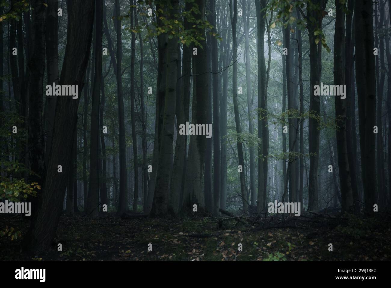 Dark misty forest with tall gray tree trunks and low pale light, spooky ...