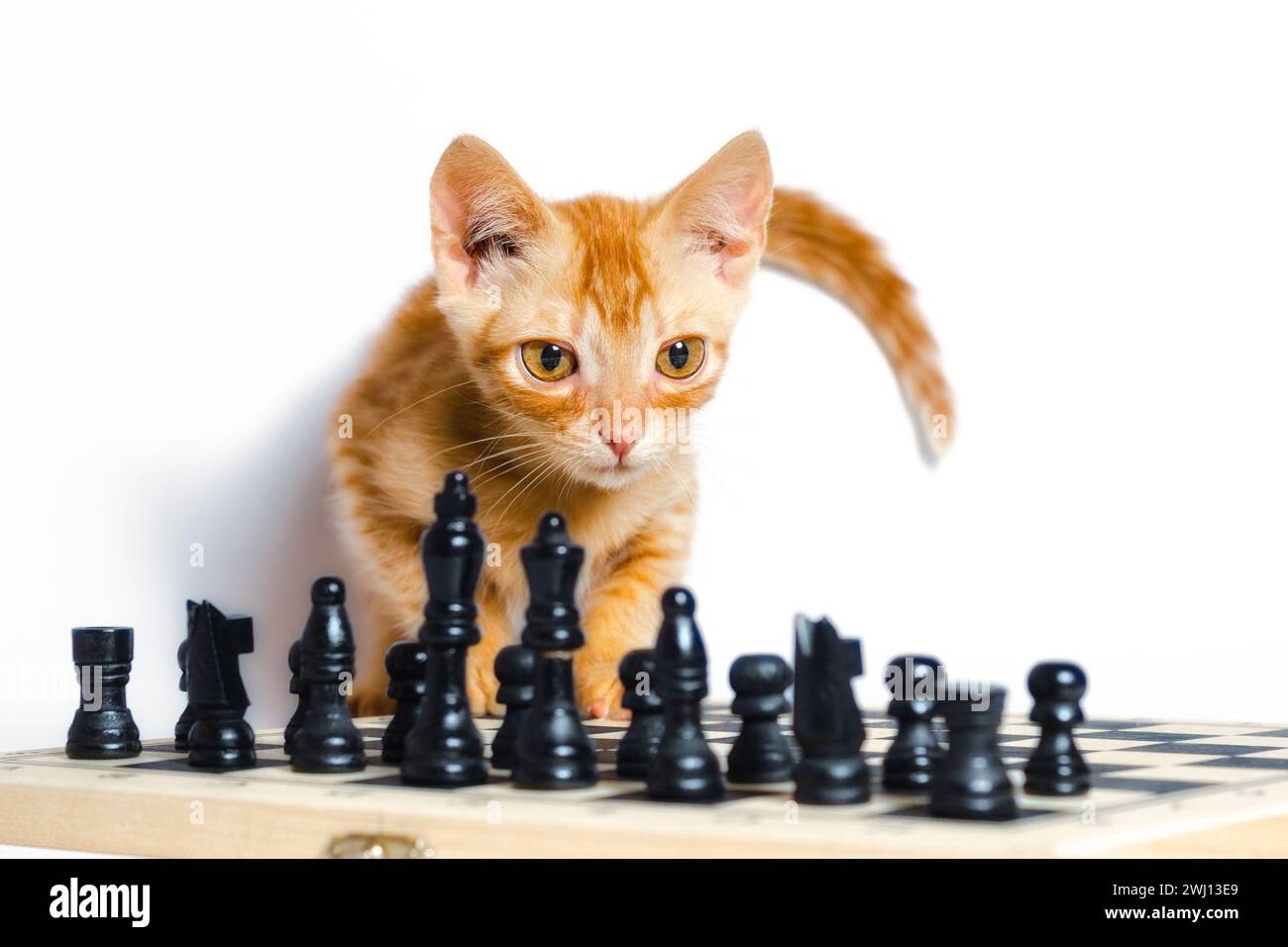 Cute little red kitten and chess isolated on white background close up ...