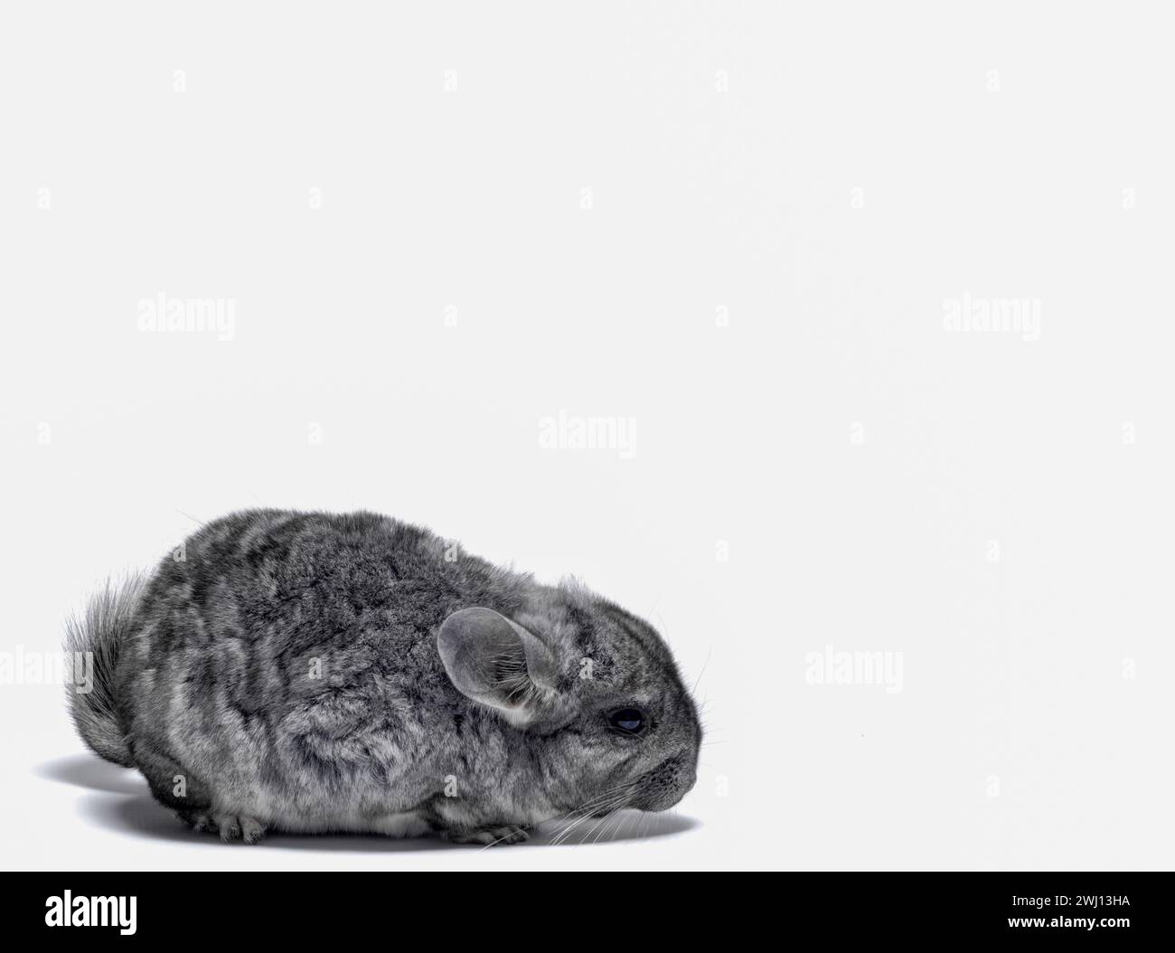 Gray fluffy chinchilla close up isolated on white background Stock ...