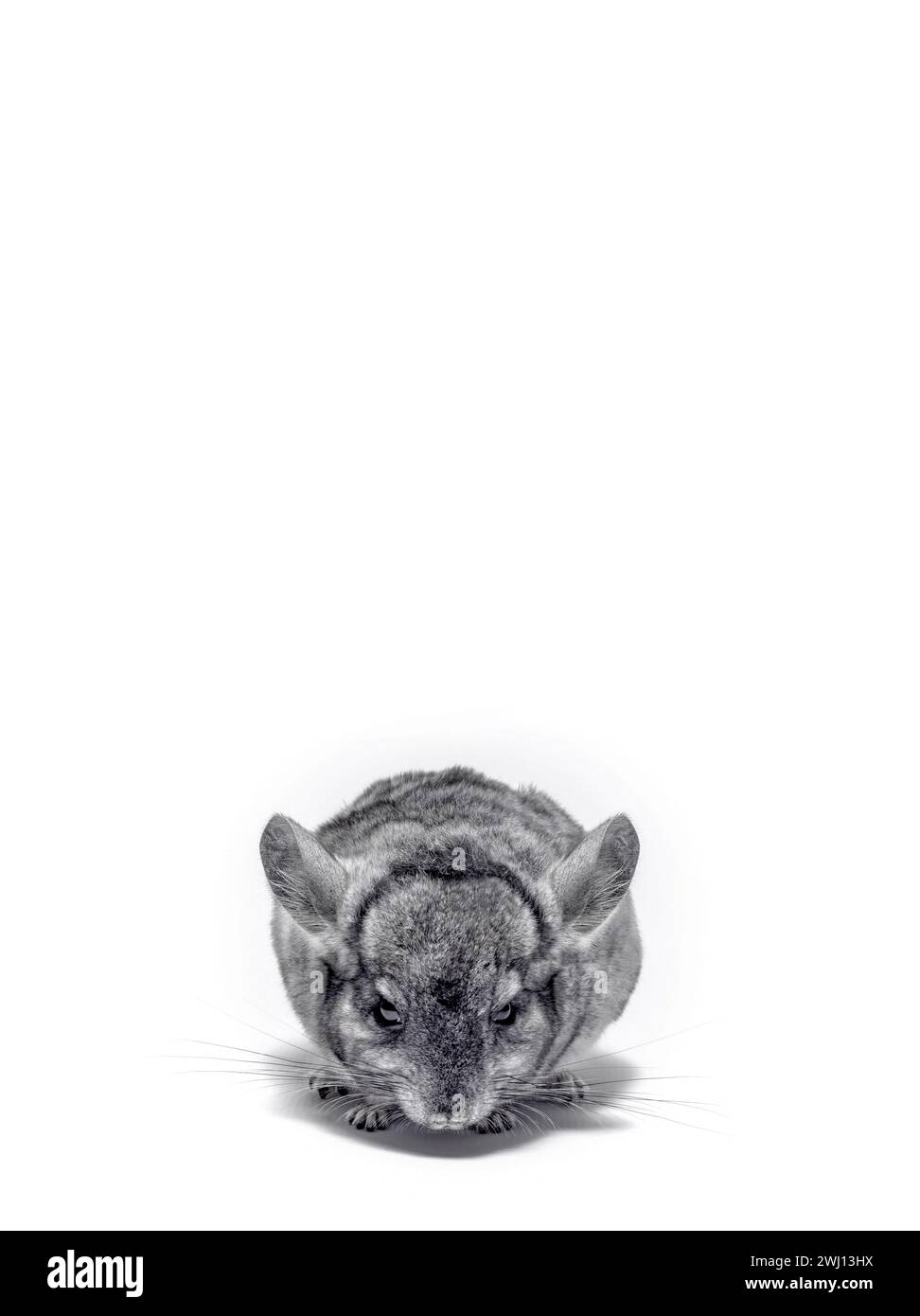 Gray fluffy chinchilla close up isolated on white background Stock ...