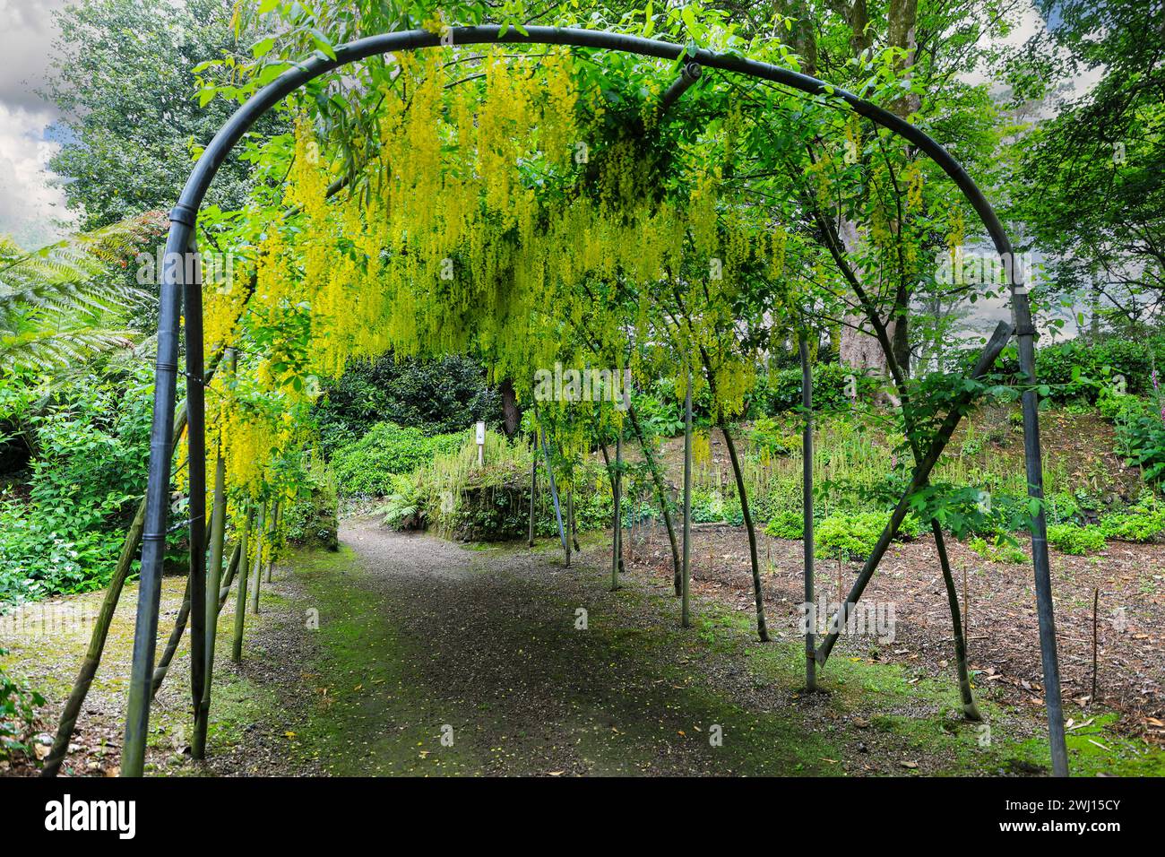Trewidden Garden, Cornwall, South West England, UK Stock Photo - Alamy