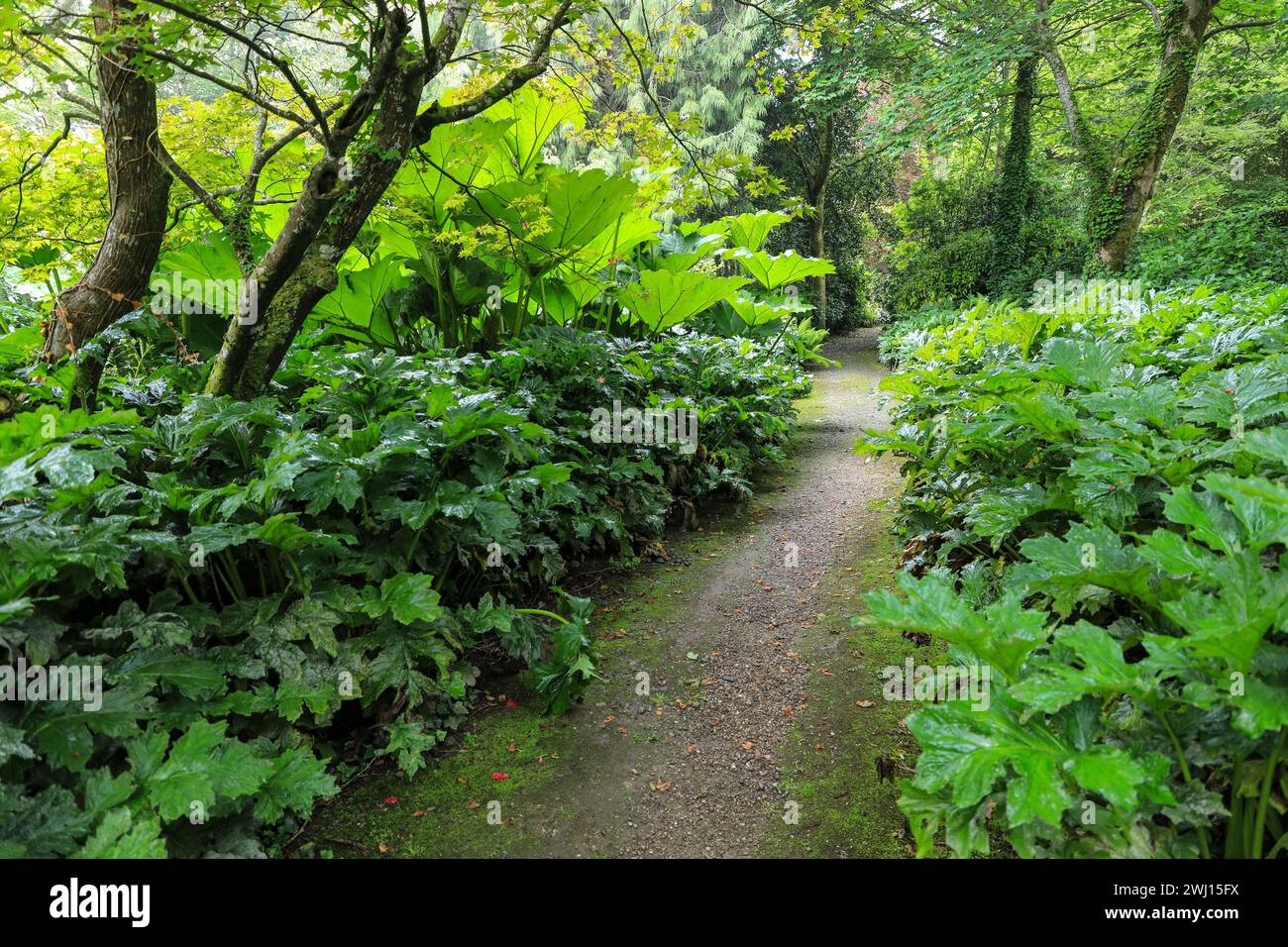 Trewidden Garden, Cornwall, South West England, UK Stock Photo - Alamy