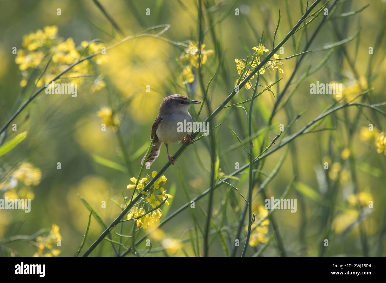 Plain Prinia, Prinia inornata, Panna Tiger Reserve, Madhya Pradesh ...