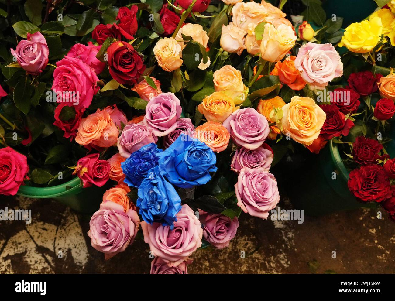 St. Louis, United States. 15th Feb, 2024. Roses of all colors sit in a ...