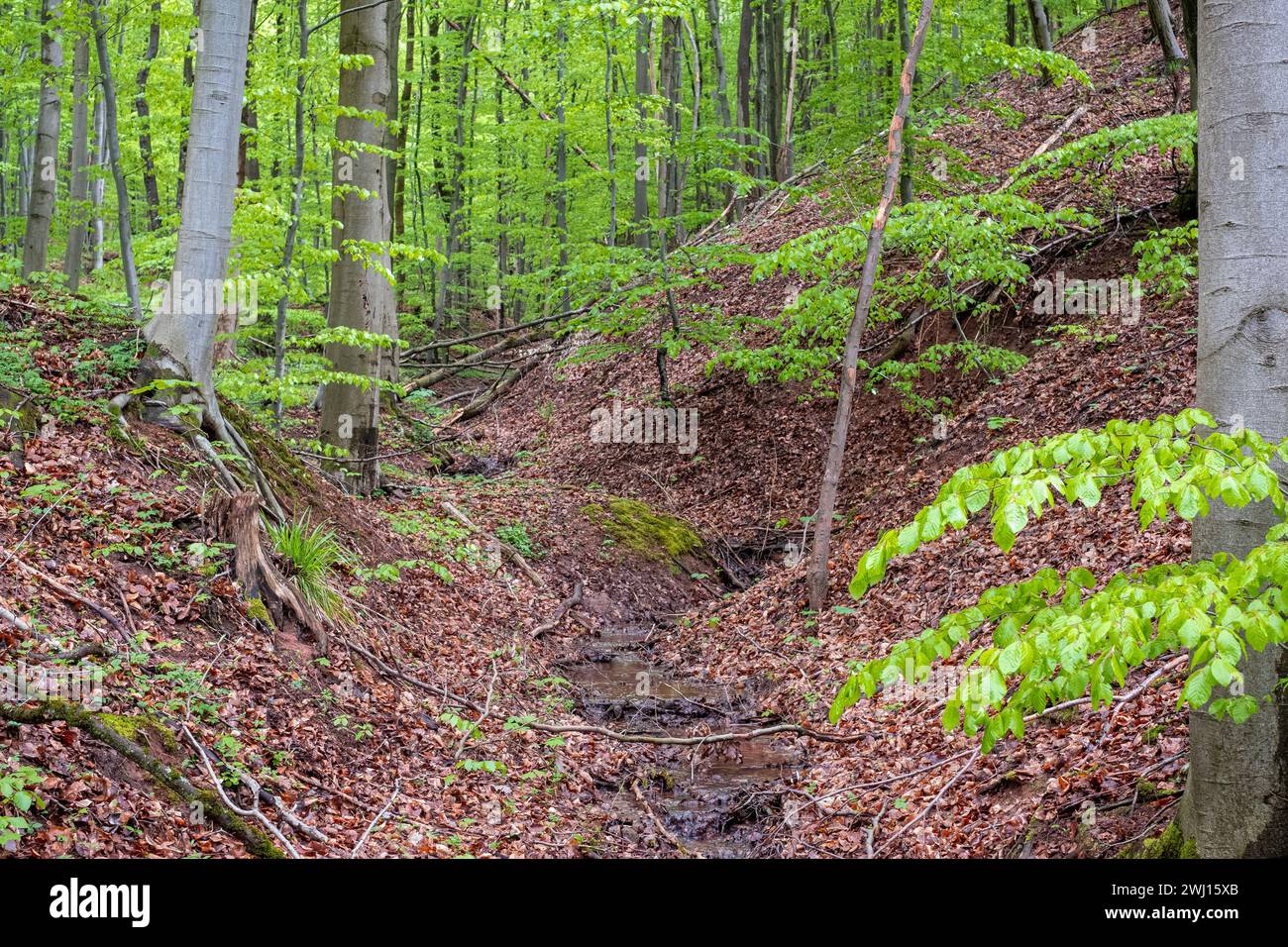 Stream in the forest Ditch Stock Photo - Alamy