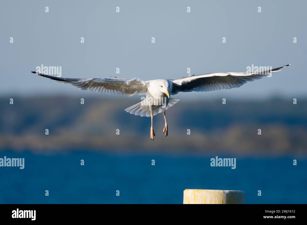 Caspian gull in flight Stock Photo - Alamy