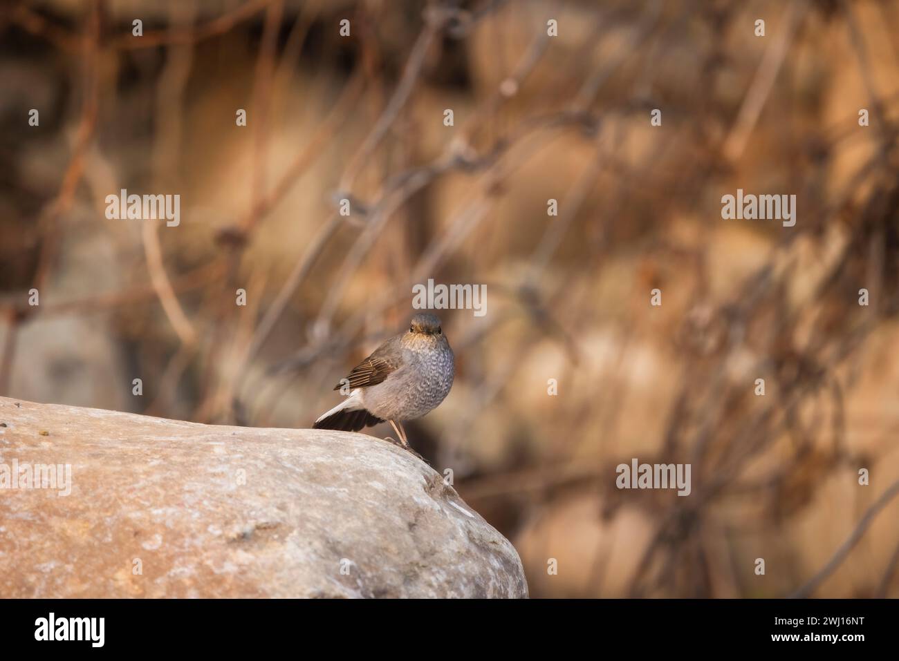 Himalayan redstart hi-res stock photography and images - Alamy