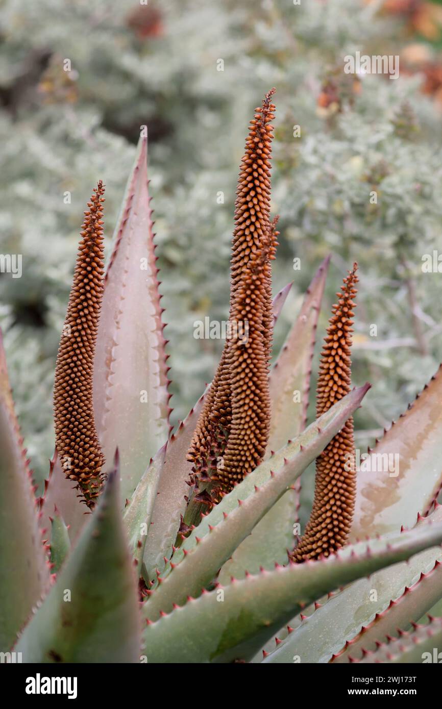 Aloe ferox (known as the Cape Aloe,Bitter Aloe,Red Aloe and Tap Aloe ...