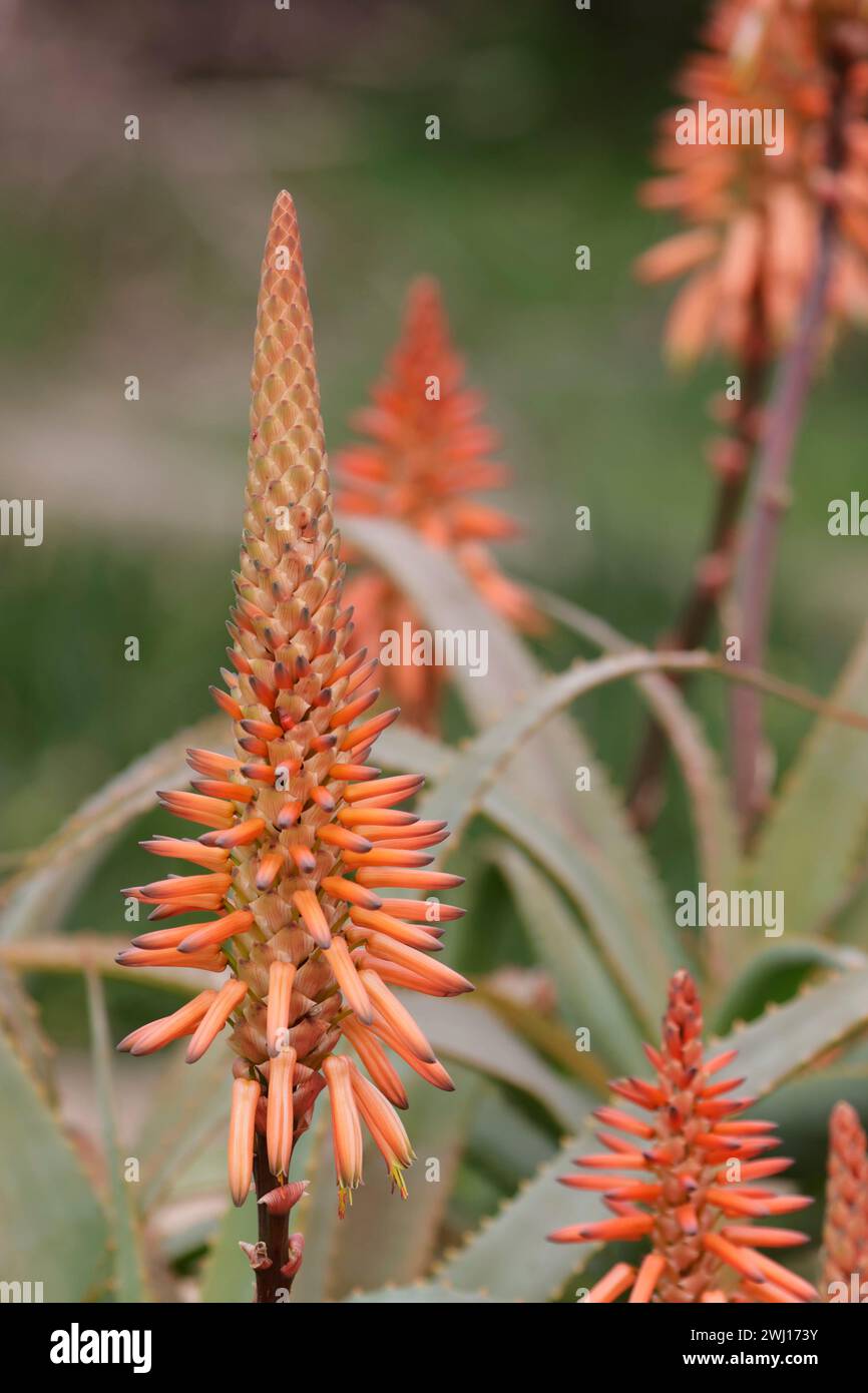 Aloe ferox (known as the Cape Aloe,Bitter Aloe,Red Aloe and Tap Aloe ...