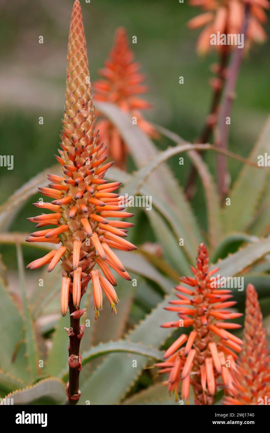Aloe ferox (known as the Cape Aloe,Bitter Aloe,Red Aloe and Tap Aloe ...