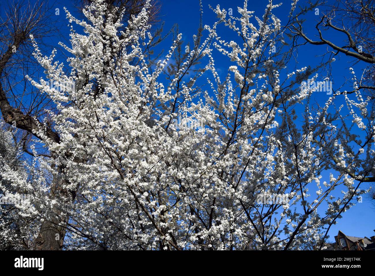London, UK. 12th February 2024. Trees blossom early in Central London ...