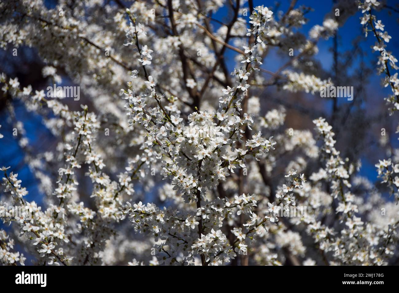 London, UK. 12th February 2024. Trees blossom early in Central London ...