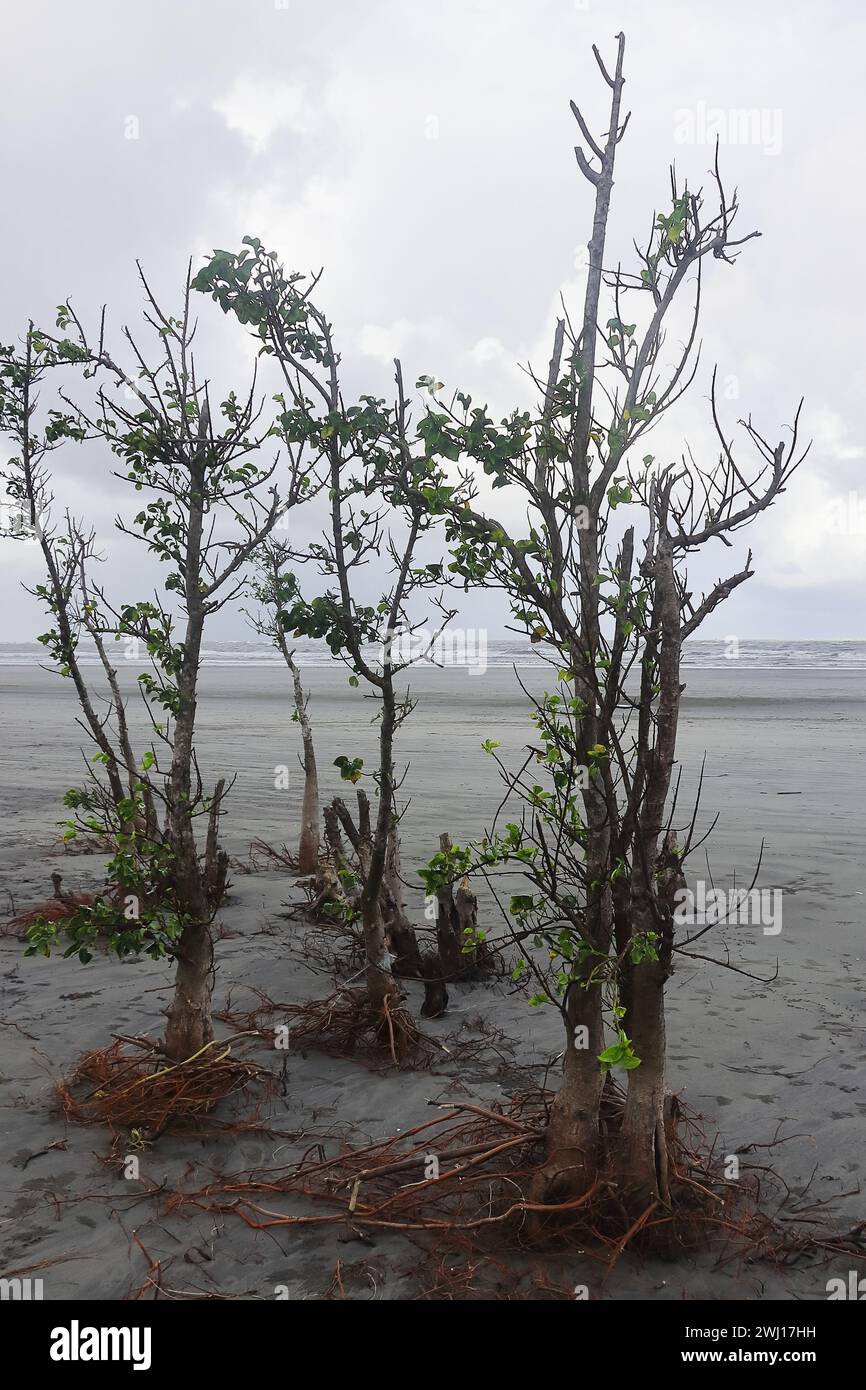 henry's island sea beach, beautiful coastline of bakkhali and vacation ...